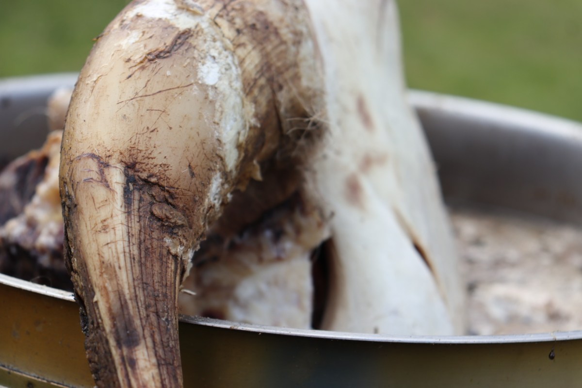 How to clean a bulls head for commercial use. – Tales of a Tassie Chef